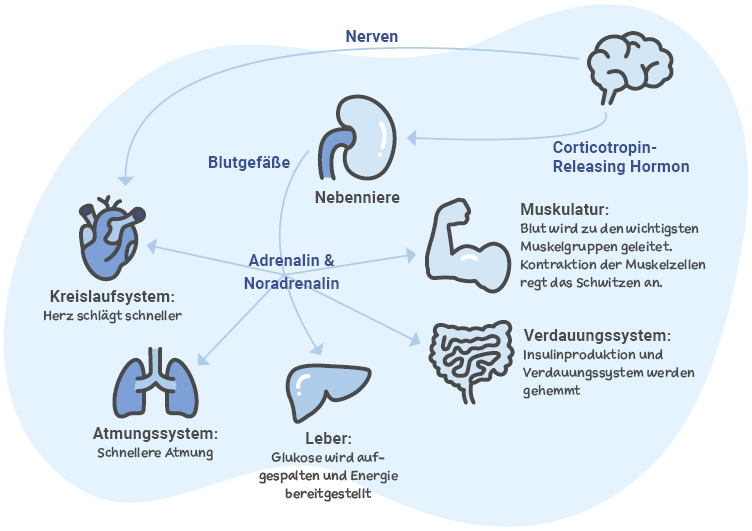 Stressreaktion und Folgen von Stress - So kannst du es vermeiden